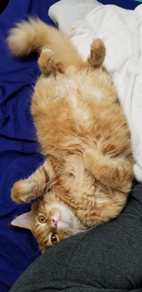 Morning Cuddles R Curledfeetsies