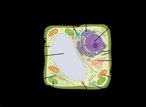An Illustrated Guide To The Eukaryotic Cell Structure