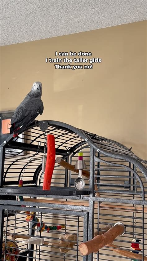 gizmo the grey bird gizmo needs a system update 😅 funnyparrot