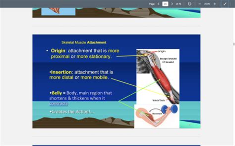 Anatomy Lec Exam 2 Flashcards Quizlet