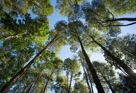 Conférence Isfort 10 Août 2022 Conservation And Silviculture Of