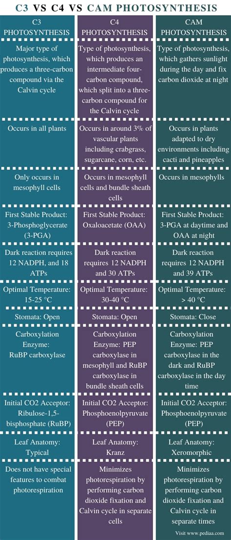 What Is The Difference Between C3 C4 And CAM Photosynthesis Pediaa