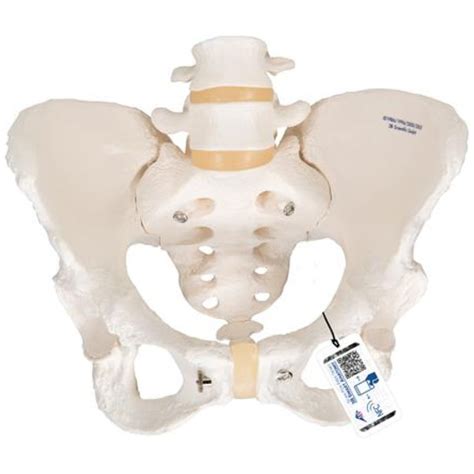 Explore Realistic Genital And Pelvis Models By Gd Anatomicals