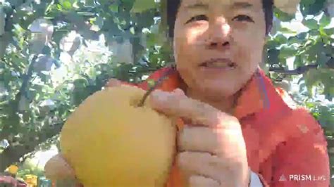 청하농원 배 수확을 시작합니다 10월20일부터 맛보러오세요 청하농원 신나는농부 애플며느리 1인방송농부 Youtube