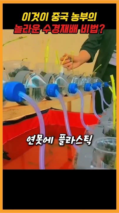 물고기와 채소를 동시에 중국 농부의 기발한 수경재배 비법 Youtube