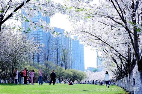 浙江杭州塘江边樱花绽放景色美 人民图片网