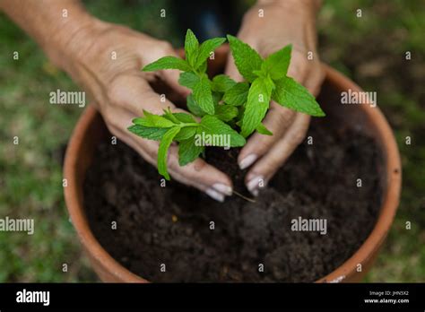 Seedling In Pot Hi Res Stock Photography And Images Alamy
