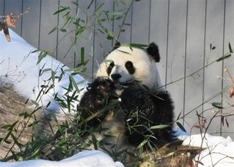 華盛頓動物園兩隻大熊貓 本月底與公眾見面｜即時新聞｜國際｜oncc東網