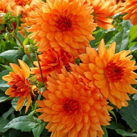 Купить Луковицы Георгины Оранж Глори (Orange Glory) в Украине