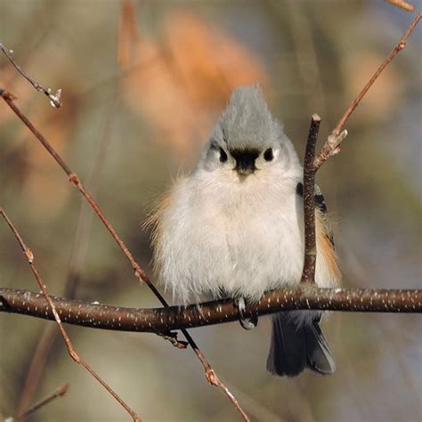 Falls Tufted Titmice A Delightful Sight