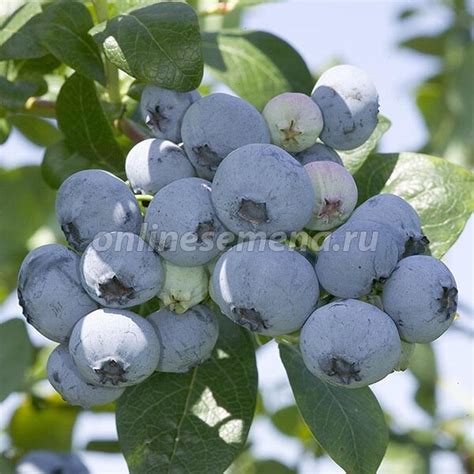 Голубика высокорослая Нельсон' из каталога Плодовые деревья и ...