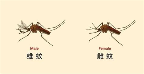 蚊子爱咬你，原来有这些奥秘：人体与蚊子间的一场无声的化学对话 知乎