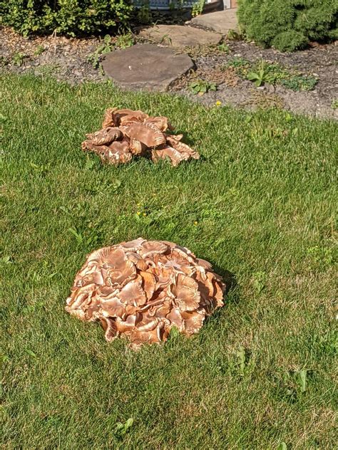 What Are These R Mushroom Hunting