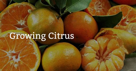 Growing Citrus Barossa Nursery