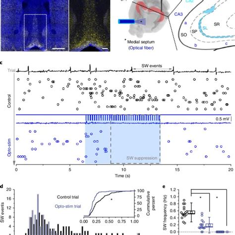 Simultaneous Recordings Of Sharp Wave And Ripple Oscillations In CA1