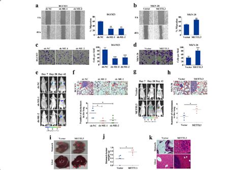 Mettl3 Promotes Gc Cell Invasion And Metastasis In Vitro And In Vivo