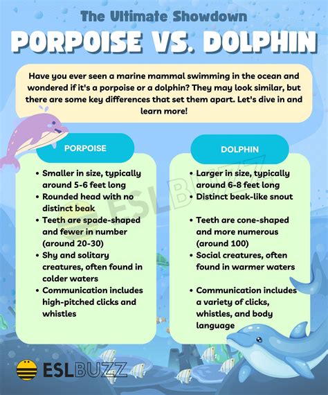 Porpoise Vs Dolphin Whats The Difference Eslbuzz