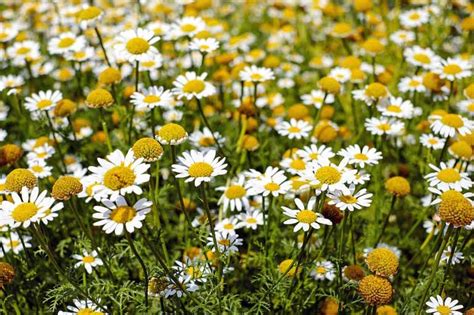 Chamomile Companion Planting Chart Companion Planting Chart