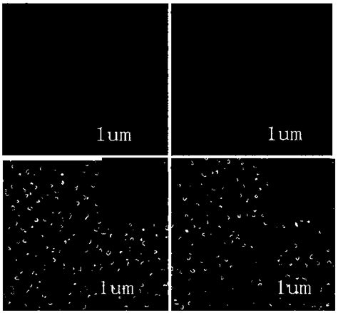 Organic Semiconductor Polymer Film Material Based On Perylene Tetracarboxylic Acid And