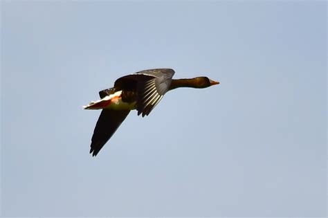 マガンでよろしいでしょうか 日本の野鳥識別図鑑