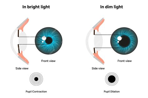 Premium Vector Pupil Size In Different Lighting Dilated Pupil And