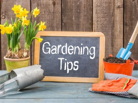 Gardening Tips And Tricks You Will Love Mommy Moment