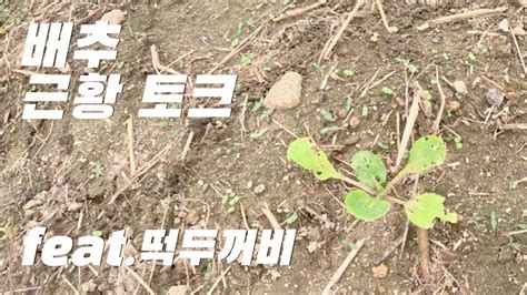 유기농 배추 밭만들기 부터 심기까지 근황 토크 ㅣ 유기농 ㅣ 배추 ㅣ 농사 ㅣ 감자 l 김치 youtube