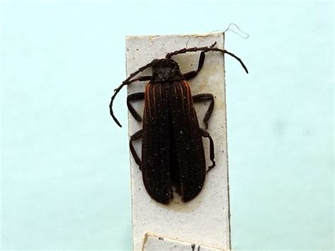 Dictyoptera Velata Gorham