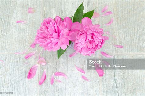 회색 돌 테이블에 꽃병에 분홍색 모란 꽃 두 개 로맨틱 콘서트 어머니의 날 결혼식을 인사 복사 공간을 복사합니다 0명에 대한