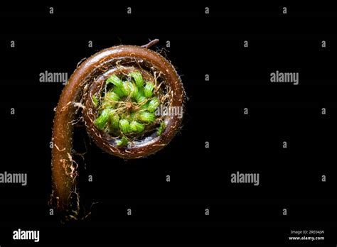 Hard Fern Deer Fern Blechnum Spicant Struthiopteris Spicant Young