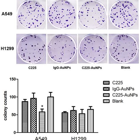 The Colony Formation Of A549 And H1299 Cells Treated With C225