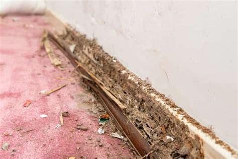 Understanding What Attracts Termites