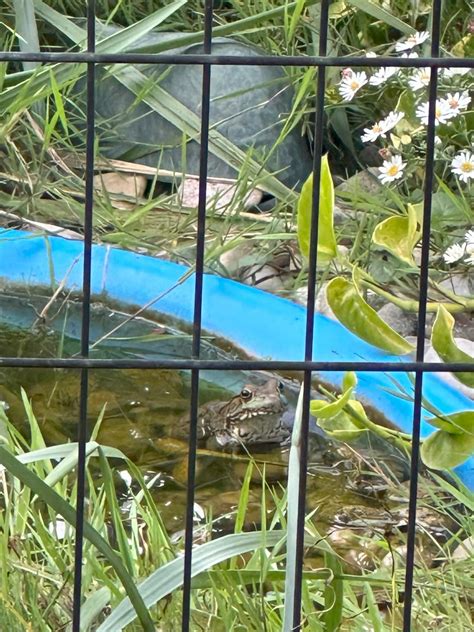 My Temporary Summer Pond And Tadpole Rescue R Frogs