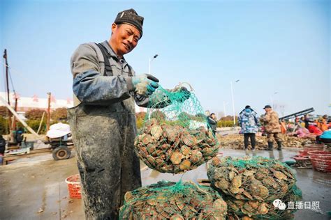 35元斤！4元斤！日照这些海鲜提早上市！价格略低往年澎湃号·媒体澎湃新闻 The Paper