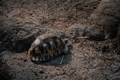 Tortoise Turtle Shell Free Photo On Pixabay