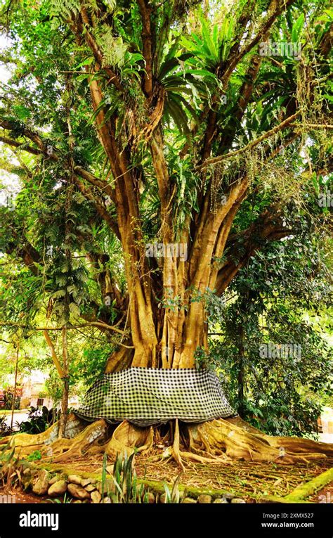 Old Banyan Tree Stock Photo Alamy