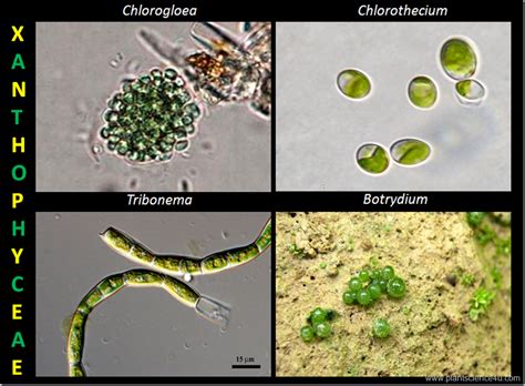 Main Characteristics Of Xanthophyceae Yellow Green Algae