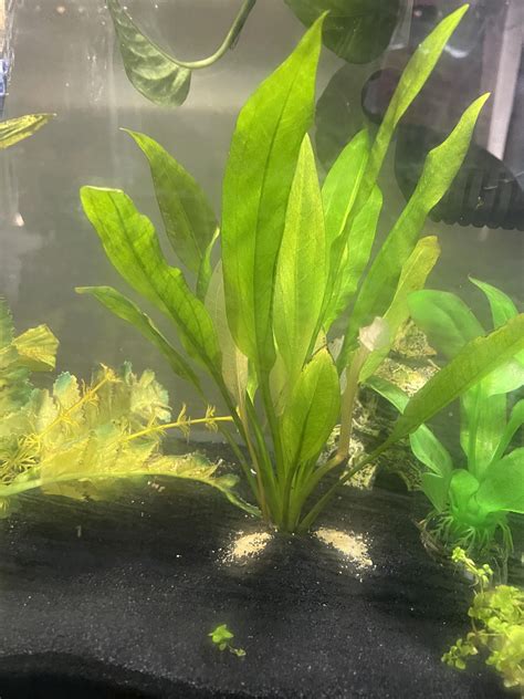 None Of My Plants Are Staying Alive I Use Root Tabs And Liquid