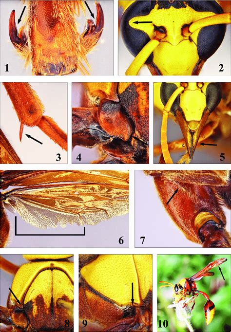 1 Morphology Of Eumeninae Delta Pyriforme Pyriforme 1 Tarsal Claws