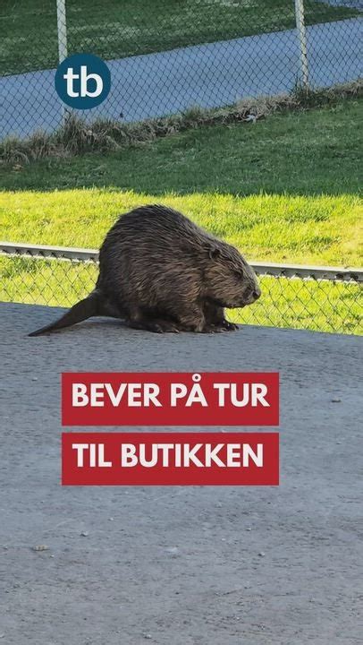 Bever Tok Turen Til Coop Extra Såååå Søt