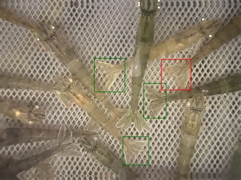 Using AI For Ethical Sustainable Shrimp Farming Maritime Fairtrade