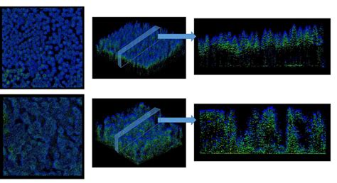 Airborne Light Detection And Ranging Lidar Point Clouds Of Two
