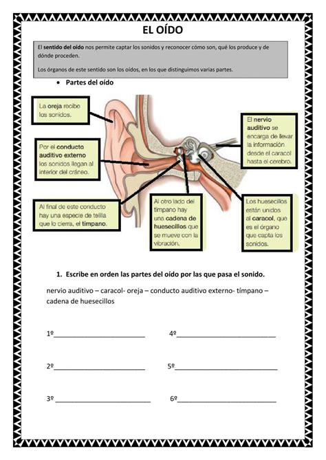 509011 El Oído Mangeles12345 Liveworksheets