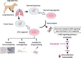 利用犬肺癌类器官衍生肺腺癌新模型用于肺医学转化研究 Biomedicine Pharmacotherapy X MOL