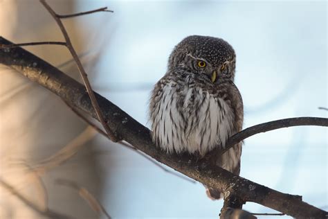 Воробьиный сыч Пикабу