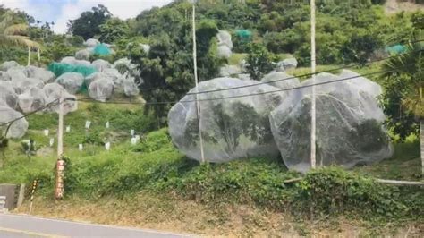 小鋼砲「璨樹」來勢洶洶 東部首當急衝提前防颱準備｜四季線上4gtv