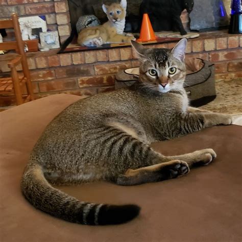 Shadow Abyssinian Cats Gorgeous Cats Abyssinian