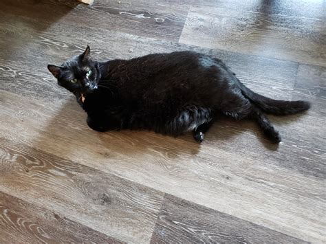 Pixie Cant Be Comfortable Rblackcats