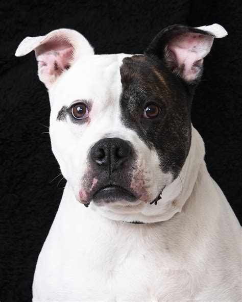 SuperDog Gallery - SuperDog of the Month