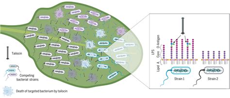 Science：植物病原菌重新利用噬菌体衍生成分选择性杀死竞争细菌生物科技健康一线资讯
